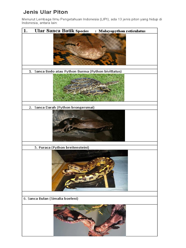 Jenis Ular Phyton Dan Ular Kobra | PDF
