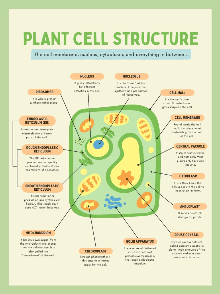 Green Spring Sale Poster | PDF | Endoplasmic Reticulum | Cell (Biology)