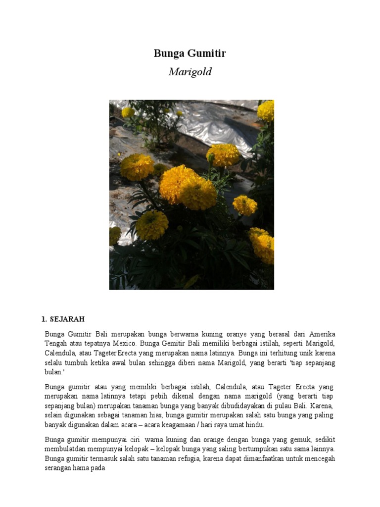 Manfaat dan Karakteristik Bunga Gumitir | PDF