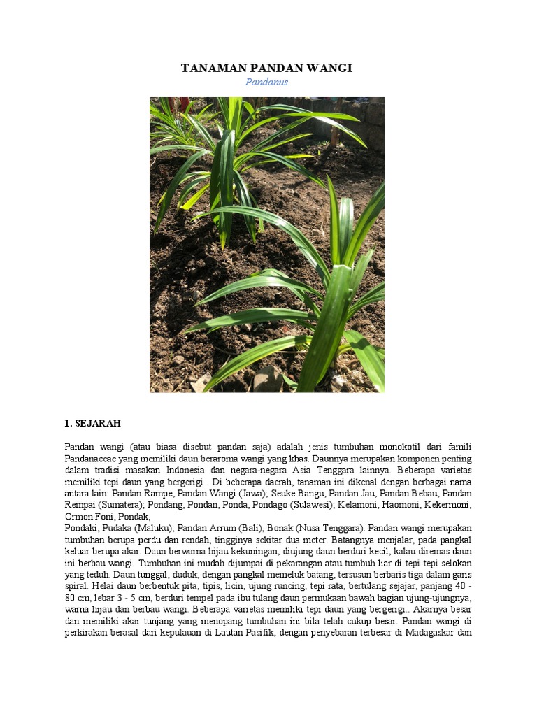 Pandan Wangi | PDF