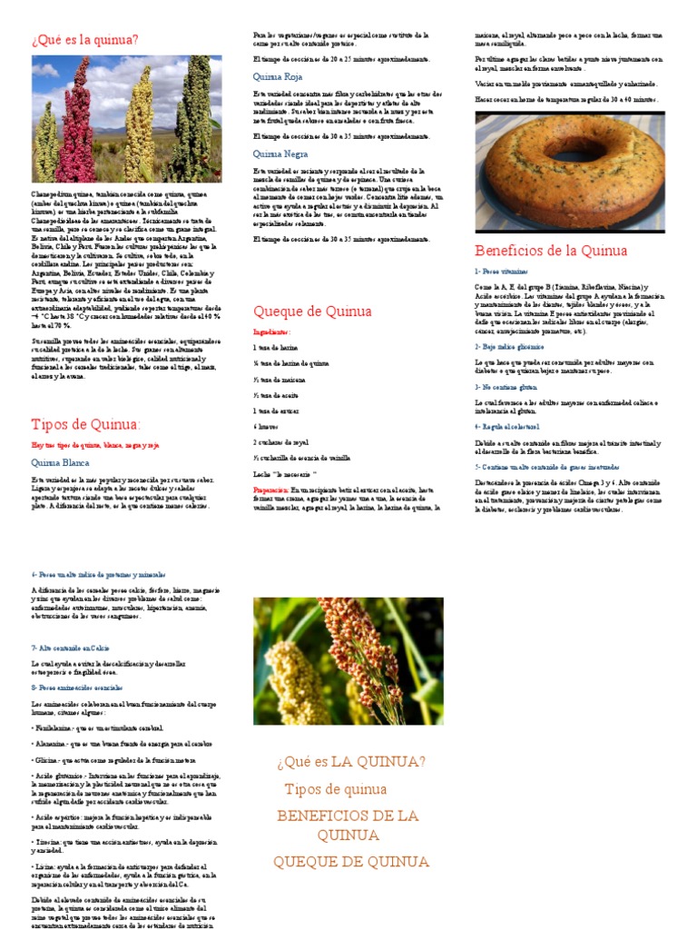 Beneficios y Tipos de la Quinua | PDF | Quinua | Cereales
