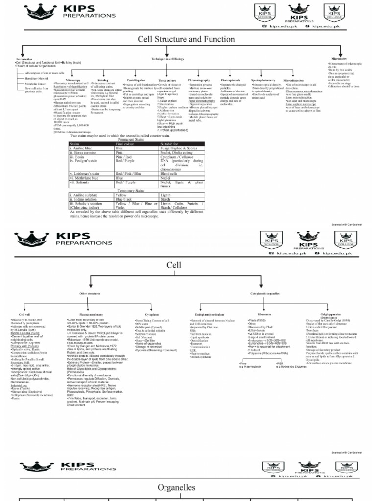 Kips Bio Brain Maps | PDF
