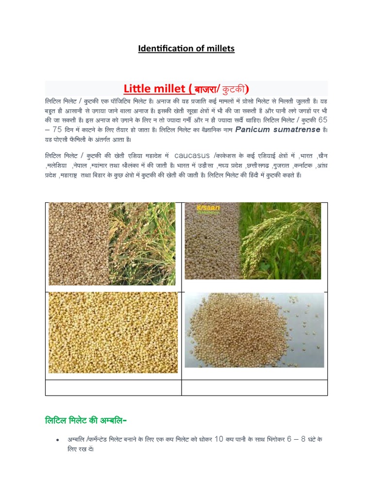 Identification of Millets | PDF
