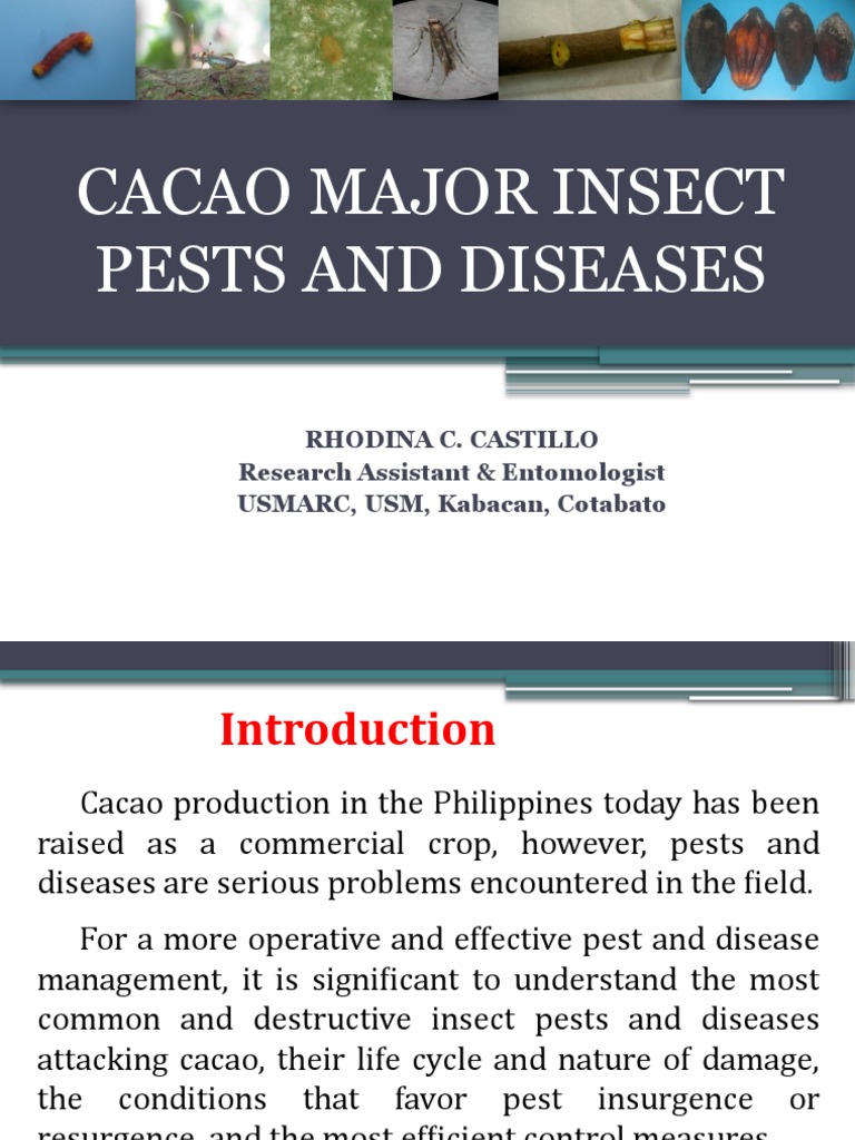 Cacao Insect Pests and Diseases | PDF