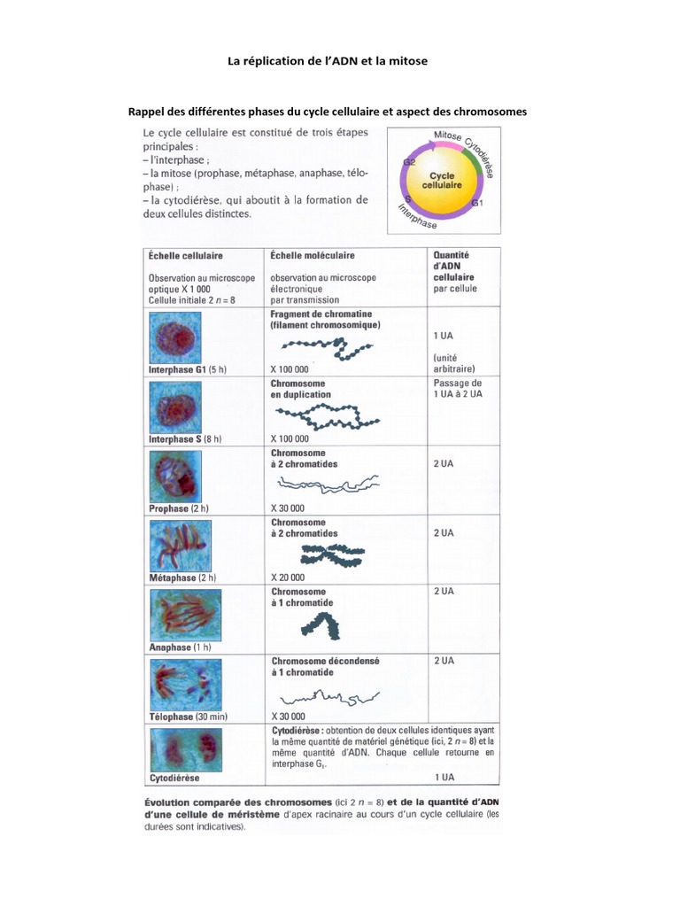 Replication Adn Mitose Pdf
