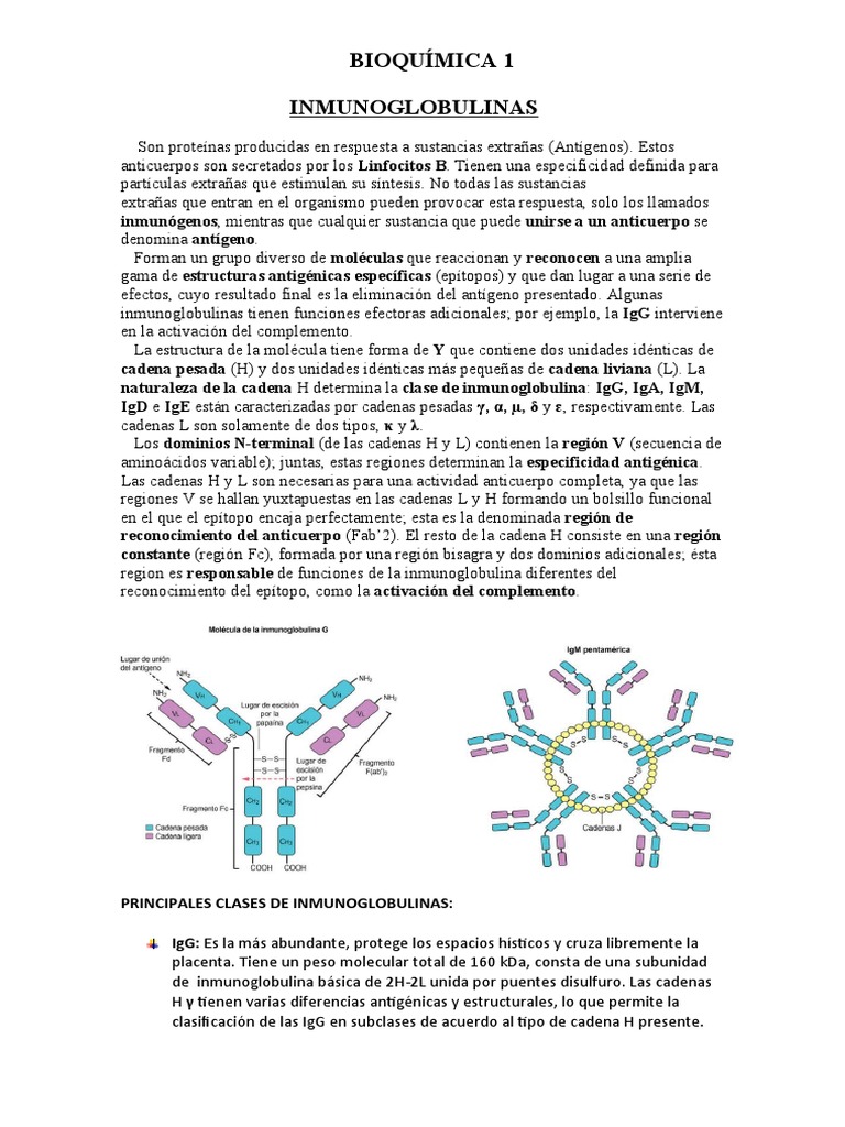INMUNOGLOBULINAS - Resumen | PDF | Anticuerpo | Inmunología