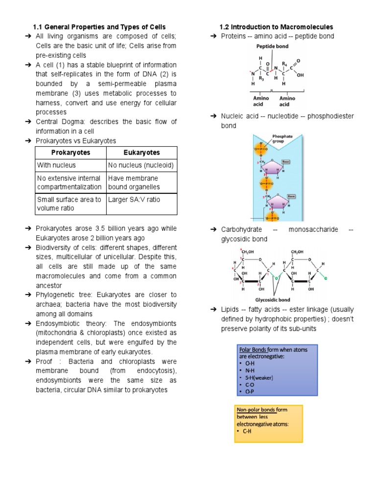 Midterm 1 Cheat Sheet | PDF | Cell Membrane | Cell (Biology)