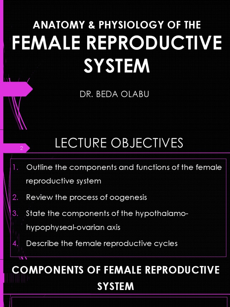 17b - Female Reproductive System - Anatomy and Physiology | PDF