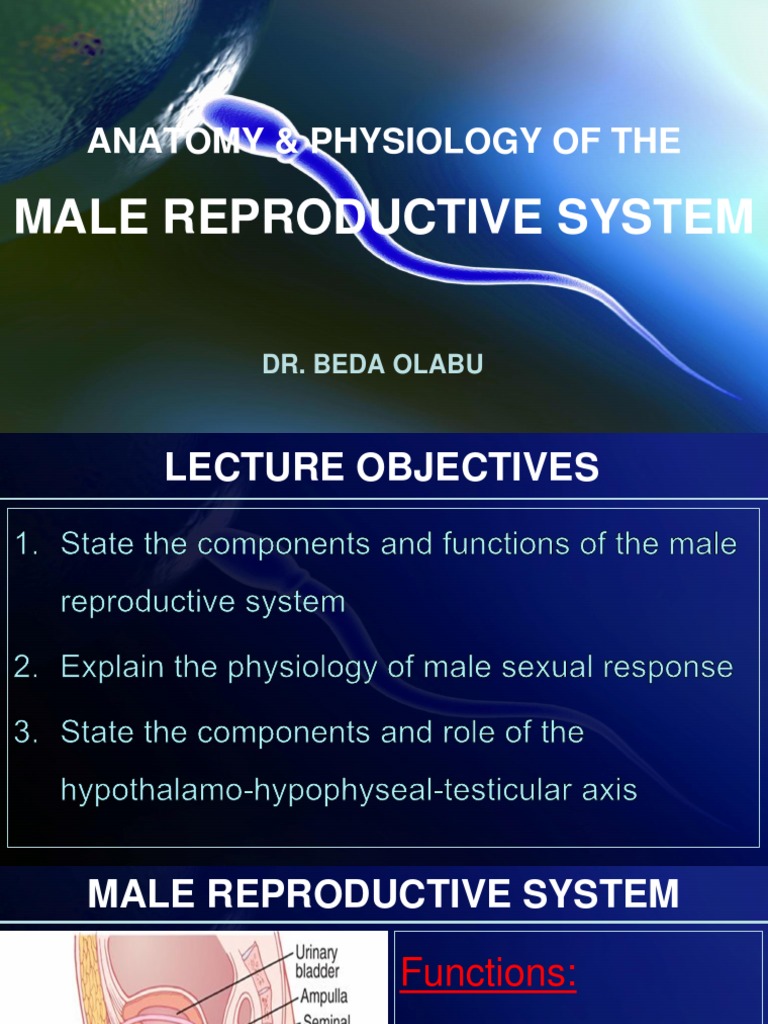 17a - Male Reproductive System - Anatomy & Physiology | PDF | Testicle ...