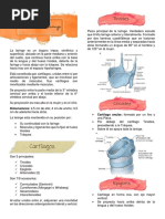 FARINGE y LARINGE - Anatomía II, Veterinaria | PDF | Laringe ...