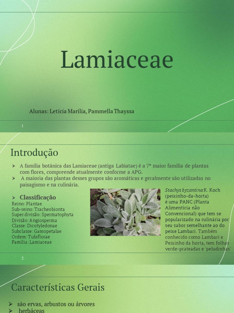 Características da Família Lamiaceae | PDF