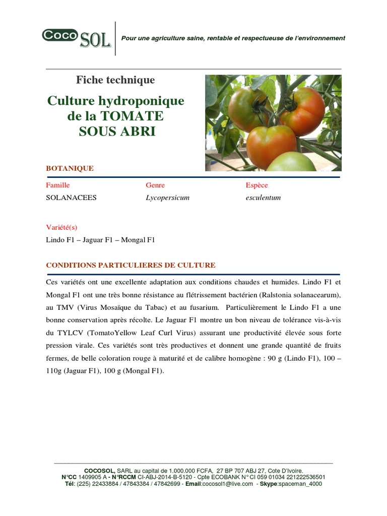 CSFT Tomate | PDF | Tomate | Agriculture