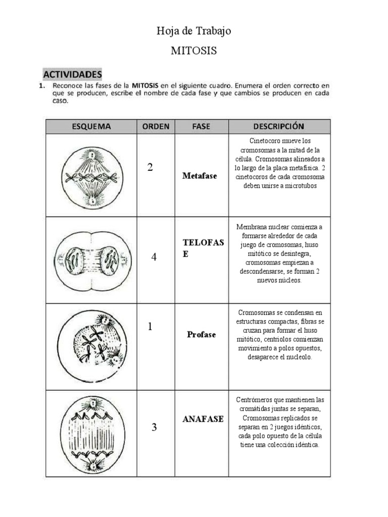 Hoja De Trabajo De Comparación De Mitosis Y Meiosis