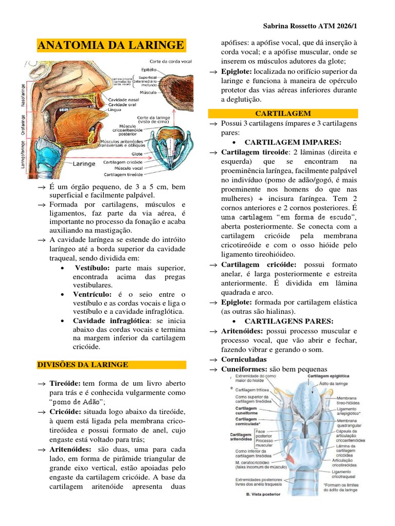 Anatomia Da Laringe | PDF