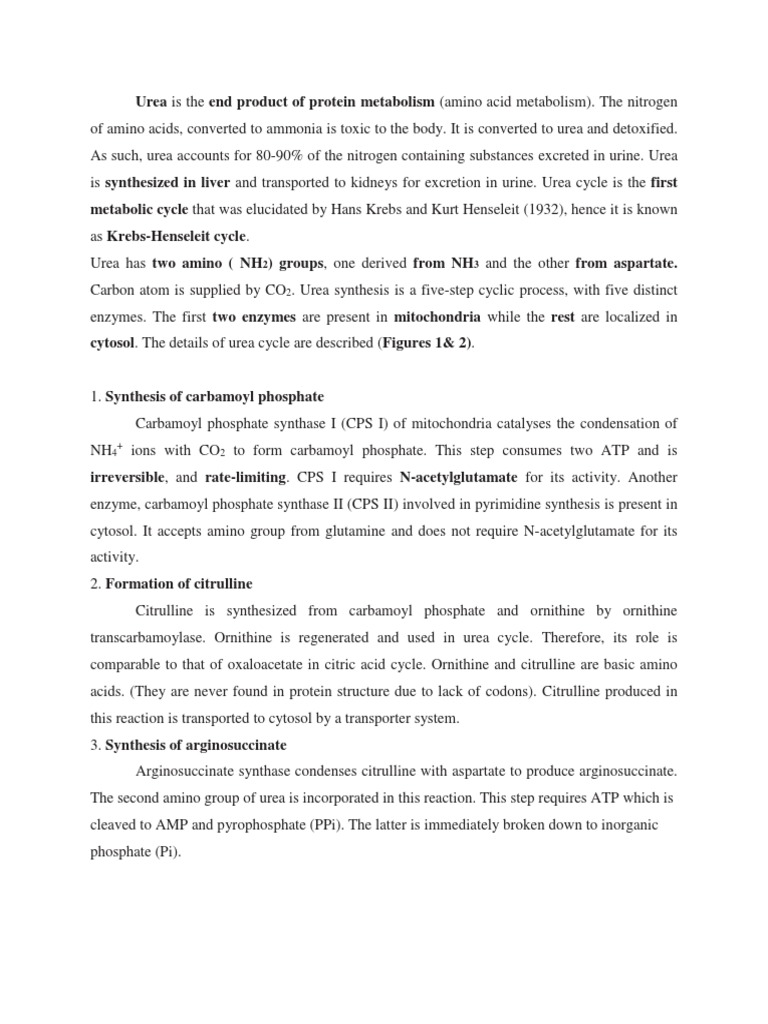Urea Cycle | PDF | Biosynthesis | Adenosine Triphosphate
