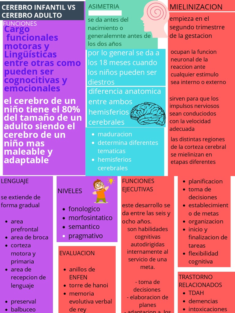 ACTIVIDAD 2 CEREBRO INFANTIL VS CEREBRO ADULTO | PDF