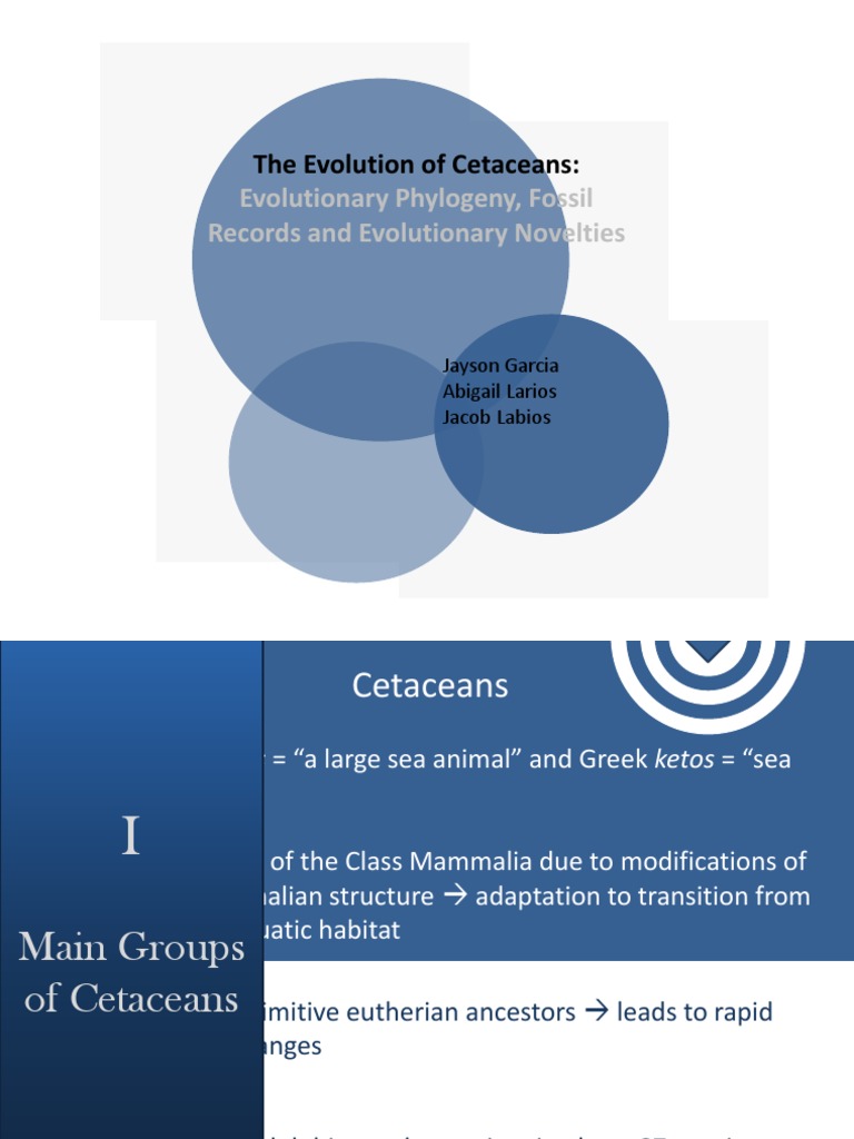 The Evolution of Cetaceans Evolutionary Phylogeny, Fossil Records and ...