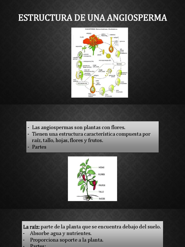 Estructura de Una Angiosperma | PDF