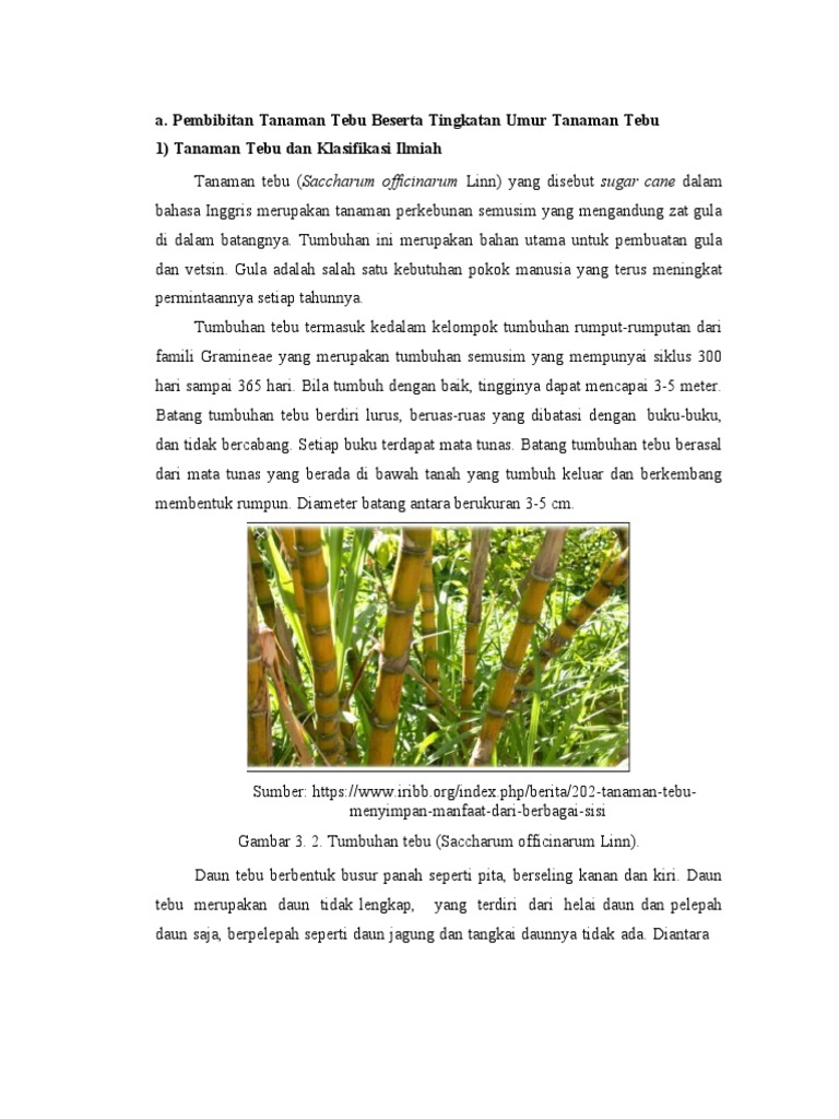 Pembibitan & Umur Tebu: Panduan Lengkap | PDF