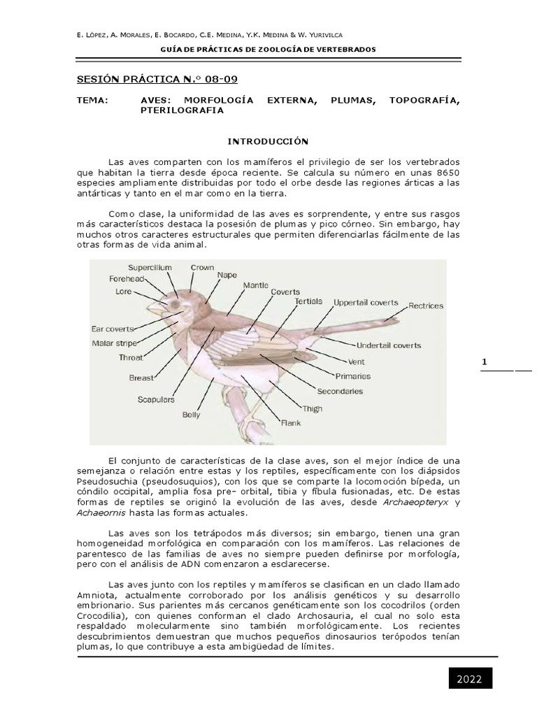 ZV - Práctica 08-09 - Aves, Morfología Externa | PDF