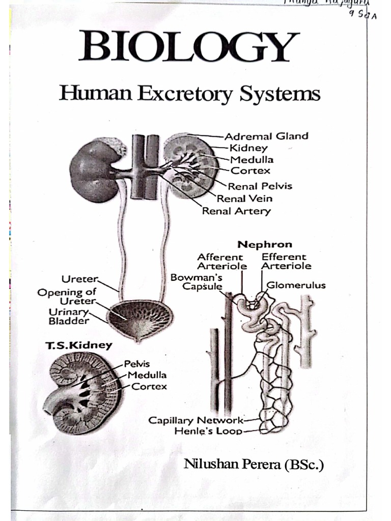 Human Excretory Systems | PDF