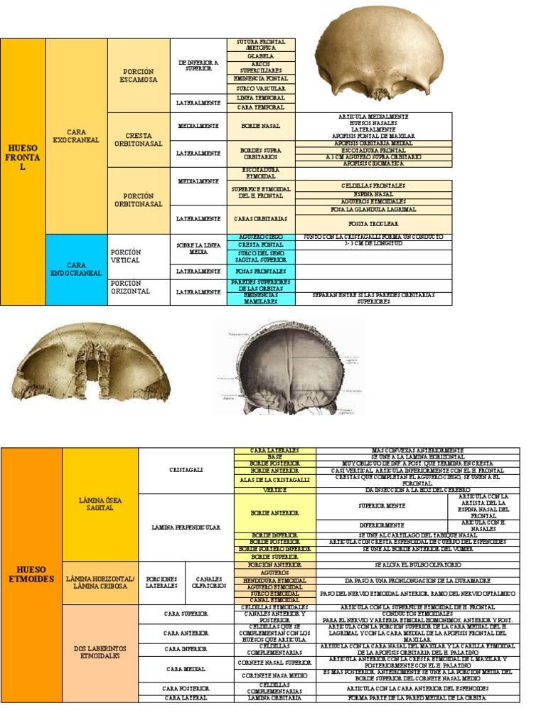 Huesos de La Cabeza. Apuntes | PDF | Sistema esquelético | Anatomía