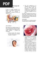 Otoscopia Normal | PDF | Oído | Anatomía