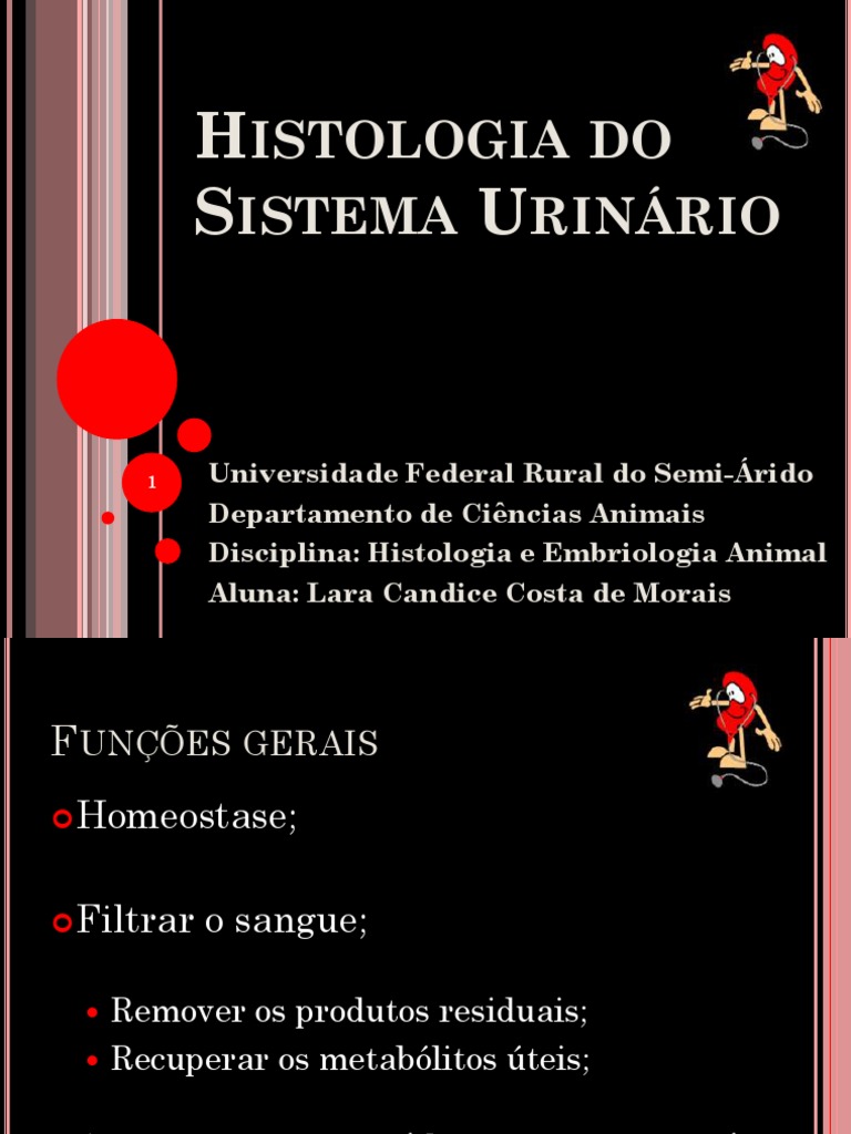 Histologia Do Sistema Urinário Pdf Rim Sistema Urinário