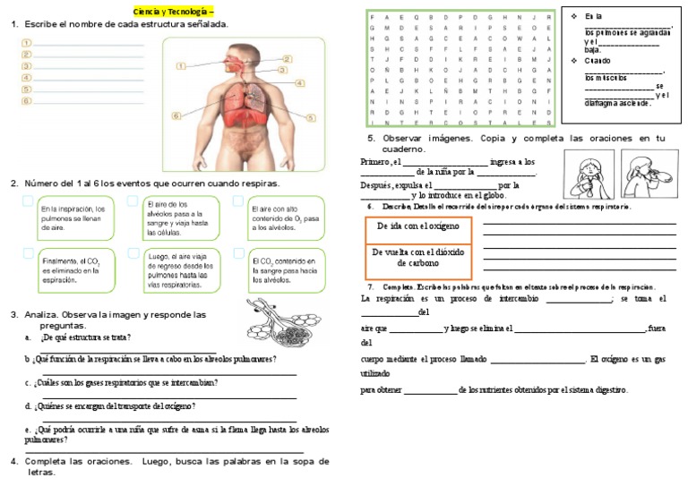 FICHAS DE SISTEMA RESPIRATORIO | PDF