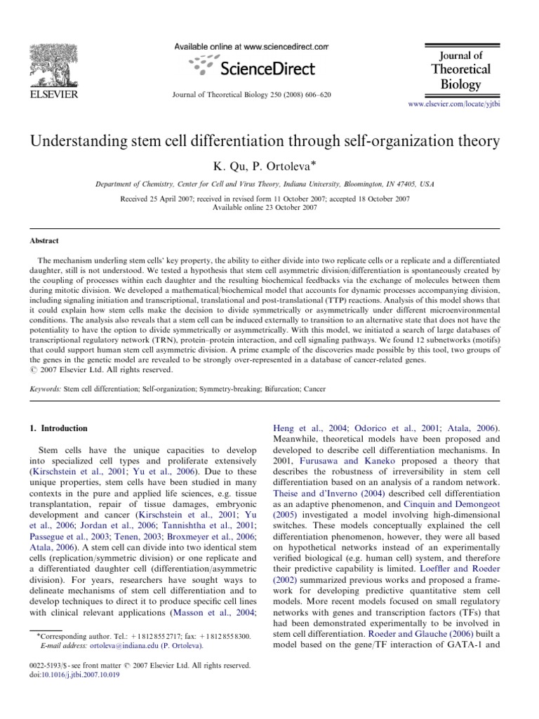 Understanding Stem Cell Differentiation Through Self Organization ... Understanding Stem Cell Differentiation Through Self Organization ...