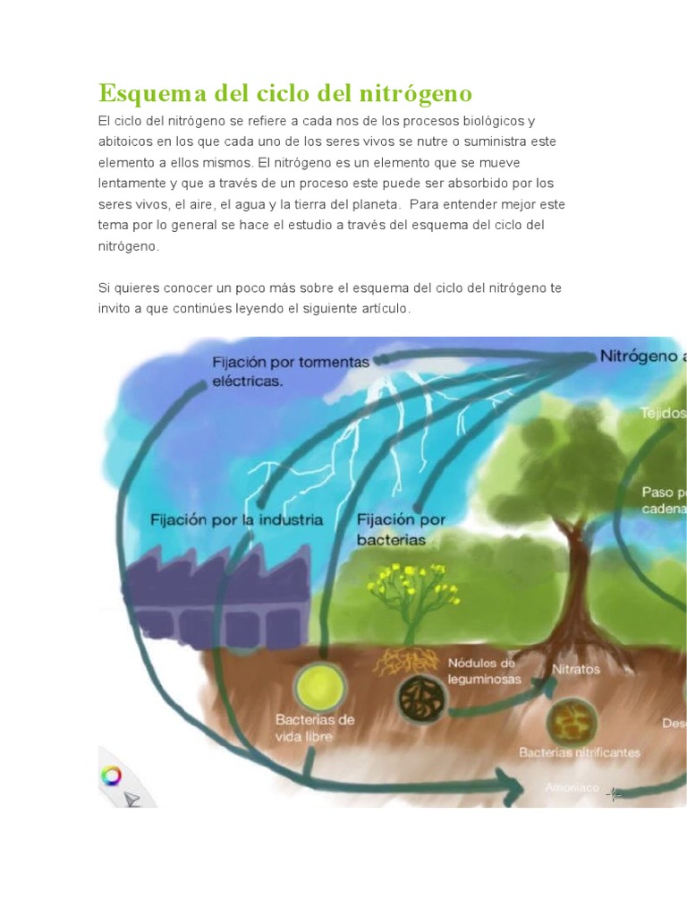 Esquema Del Ciclo Del Nitrógeno | PDF