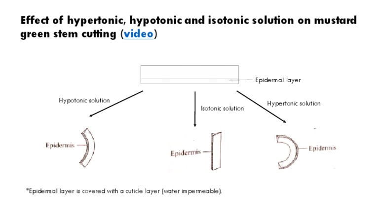 Effect of Hypertonic, Hypotonic and Isotonic Solution On Mustard Green ...
