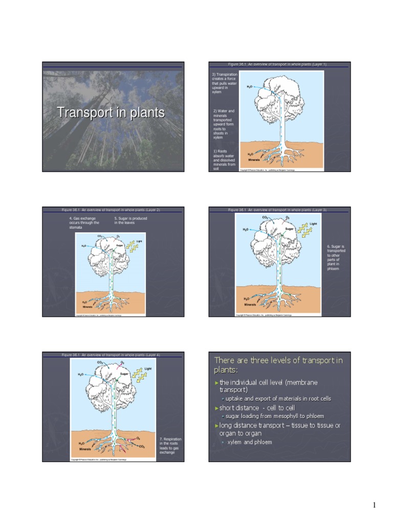 Chapter 36 - transport in plants | PDF