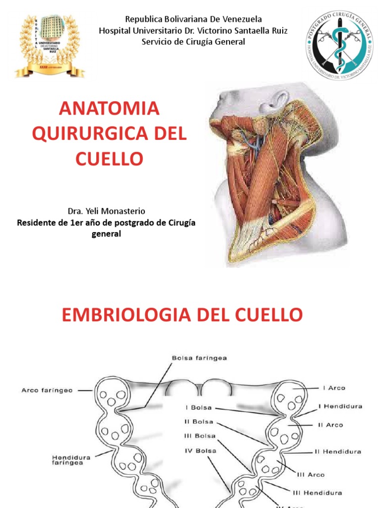 Anatomía Quirúrgica del Cuello | PDF | Anatomía humana | Anatomía