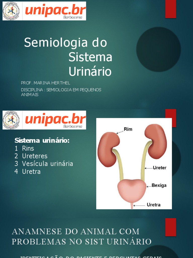 AULA 4 - Semiologia Do Sist Urinário | PDF | Micção | Rim