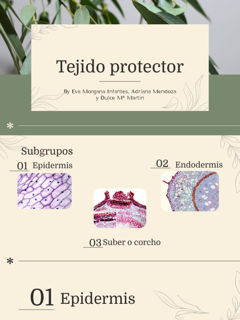 Tejido Protector | PDF | Hogar, jardinería y bricolaje | Salud y bienestar