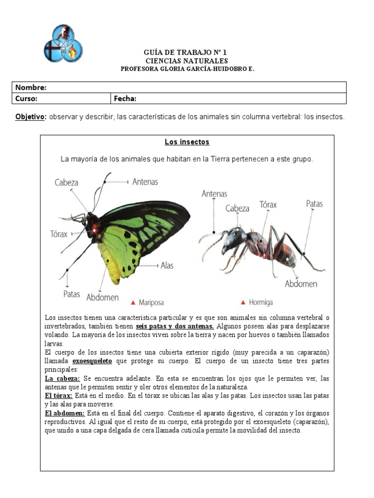 Guia 1 Los Insectos | PDF