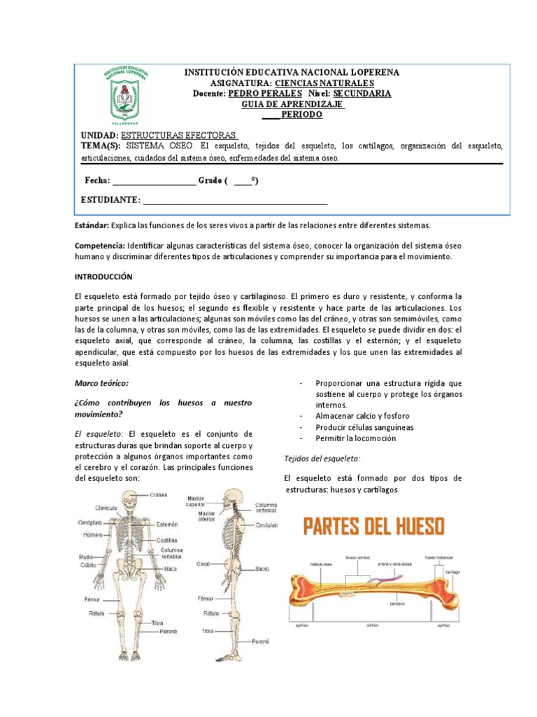 Guia 8o Sistema Oseo Pdf