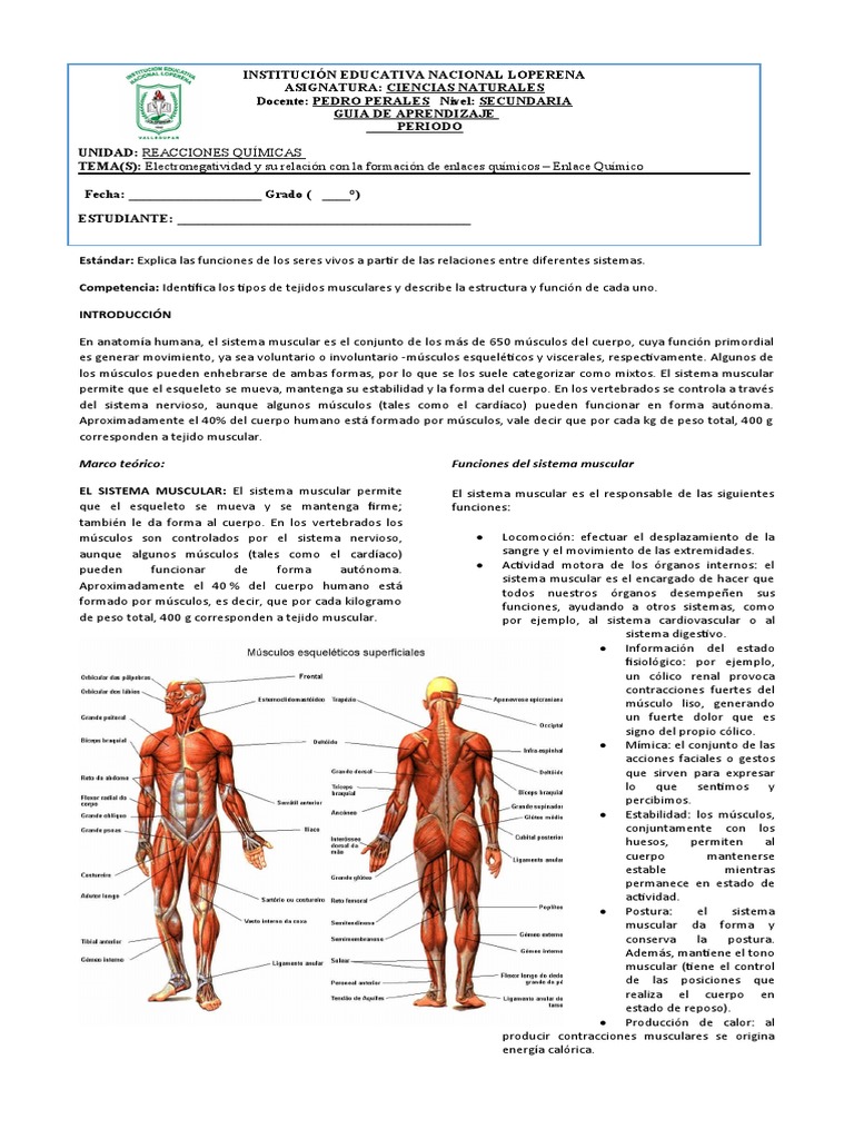 GUIA 8o SISTEMA MUSCULAR | PDF | Músculo esquelético | Sistema ...