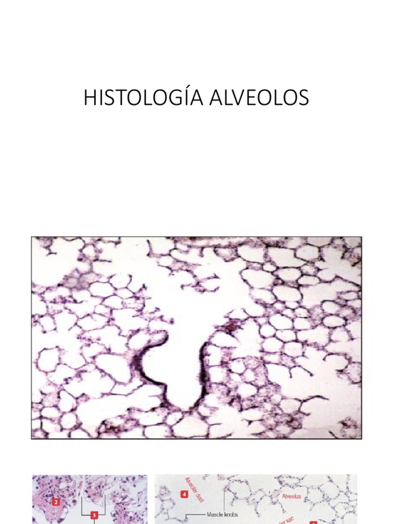 Histología Alveolos | PDF