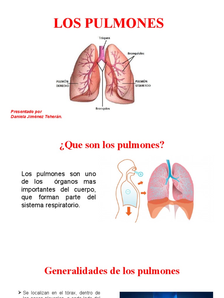 Los Pulmones | PDF