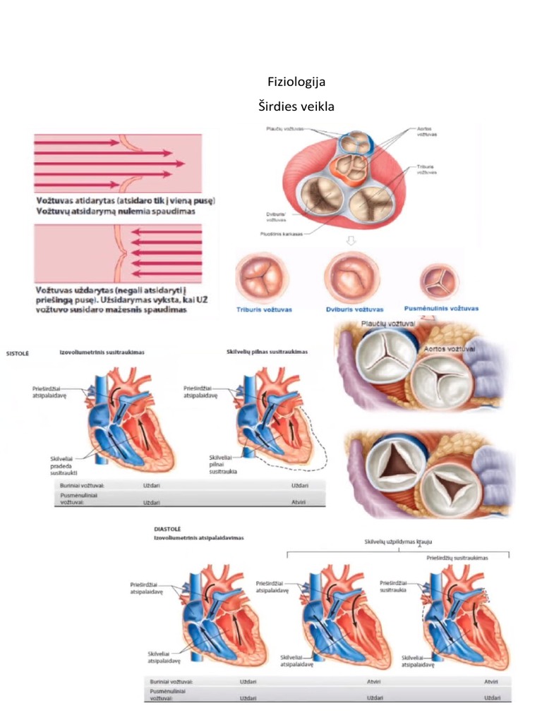 Fiziologija Sirdies Veikla | PDF