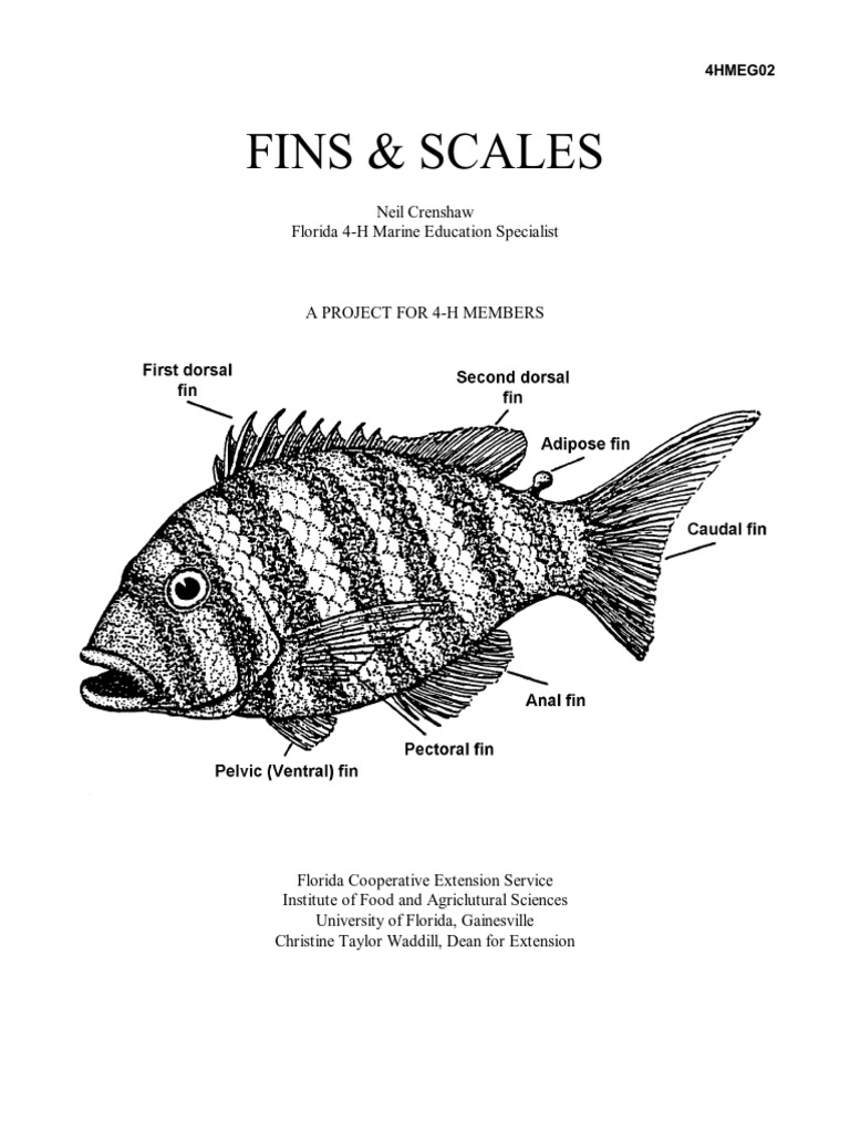 Fins and Scales - A Project For 4 H Members | PDF