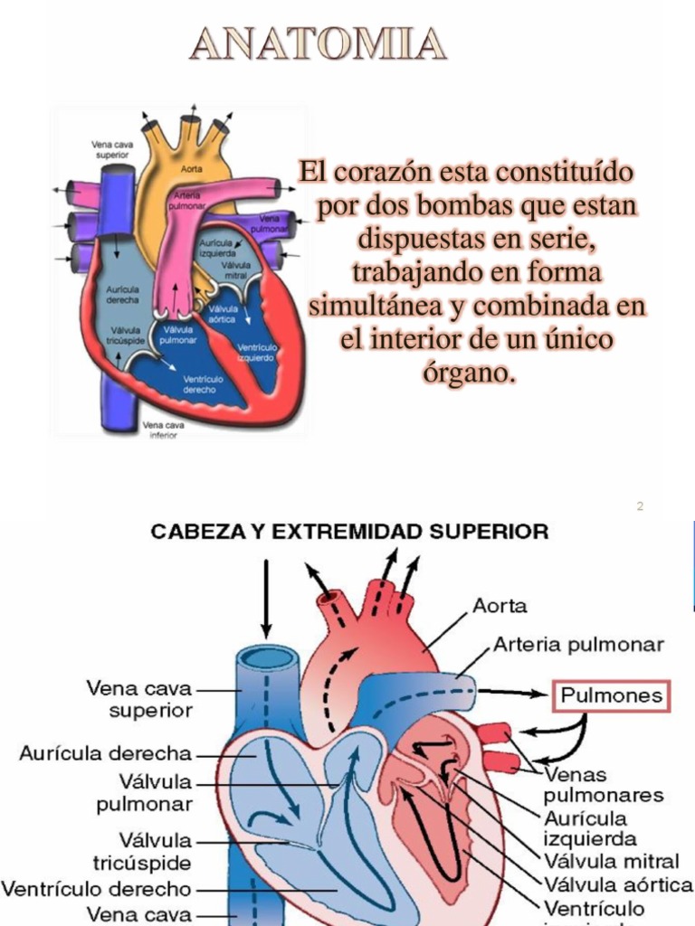 Fisiologia Del Corazon | PDF