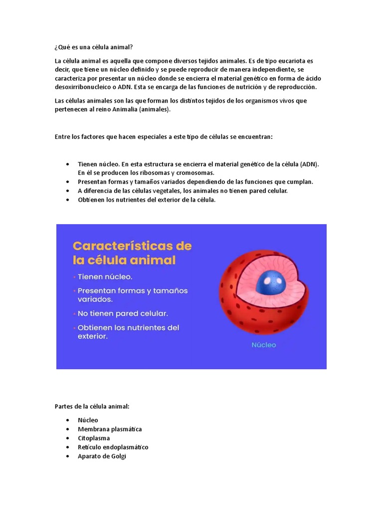Celula Animal | PDF | Biología Celular) | Citoplasma