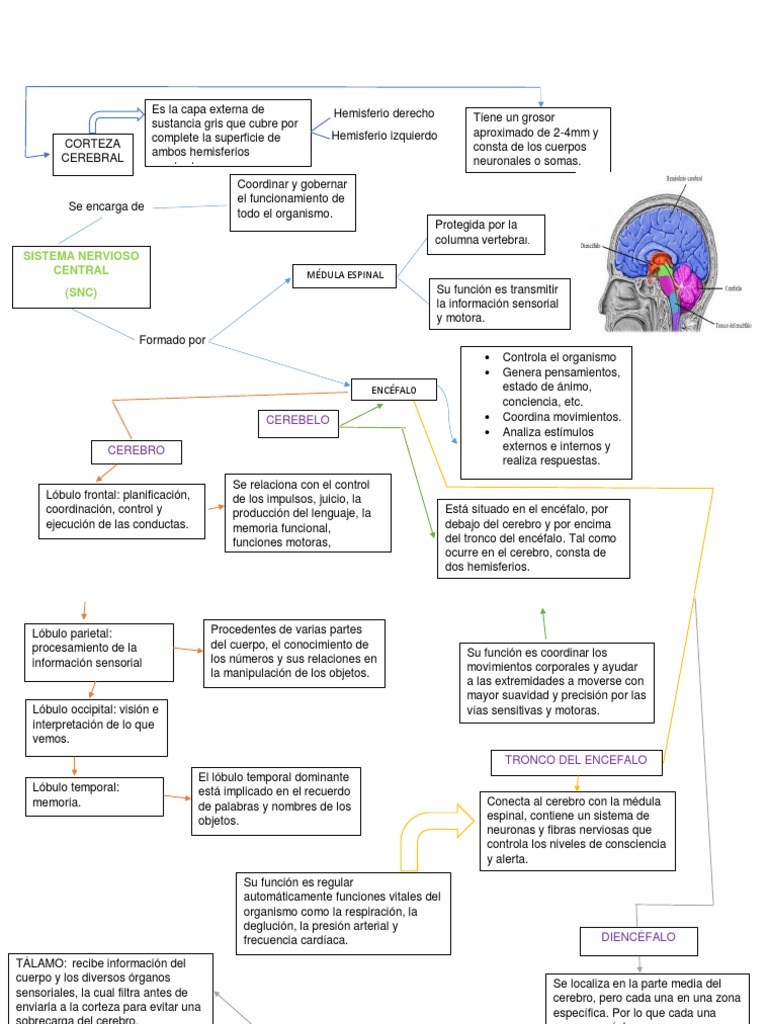 Mapa Conceptual Del SNC | PDF | Cerebro | Sistema nervioso central