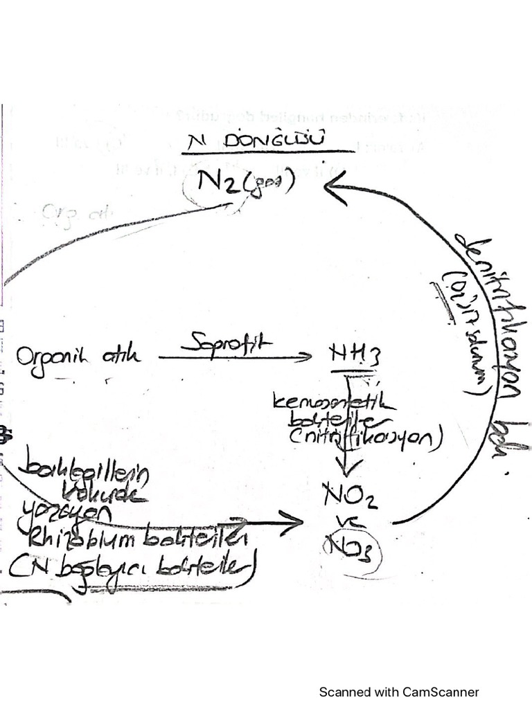 Azot Döngüsü | PDF