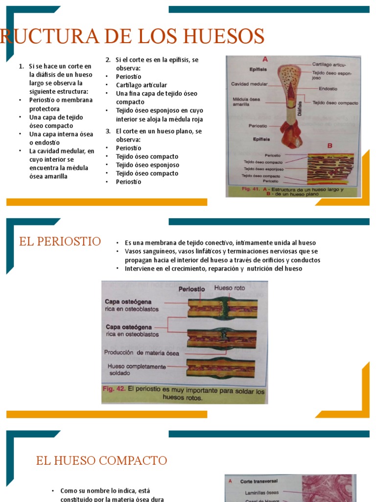 Estructura De Los Huesos Pdf Hueso órgano Anatomía