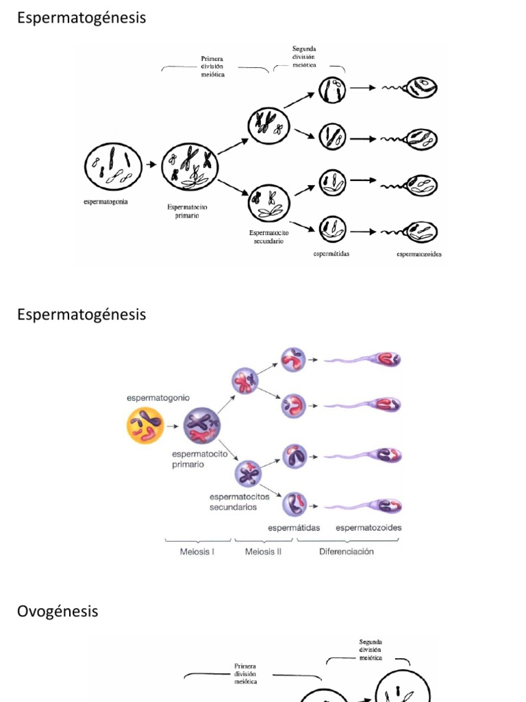 Esquemas Gametogénesis | PDF
