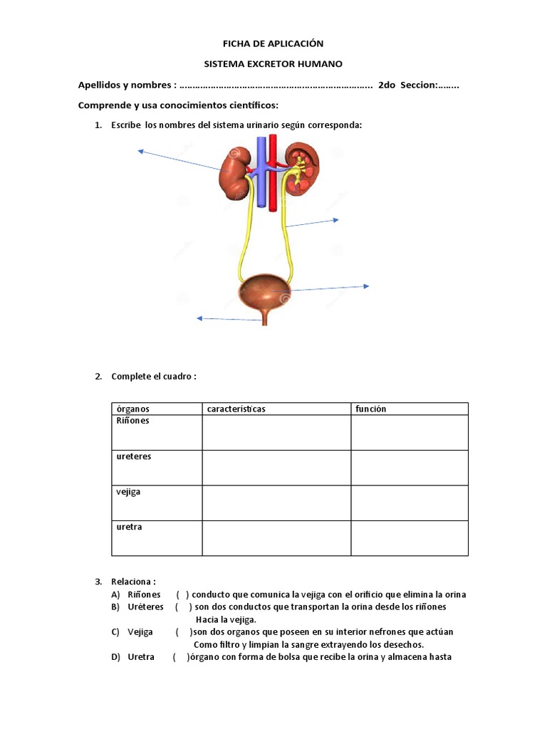 FICHA DE APLICACIÓN Sistema Excretor | PDF